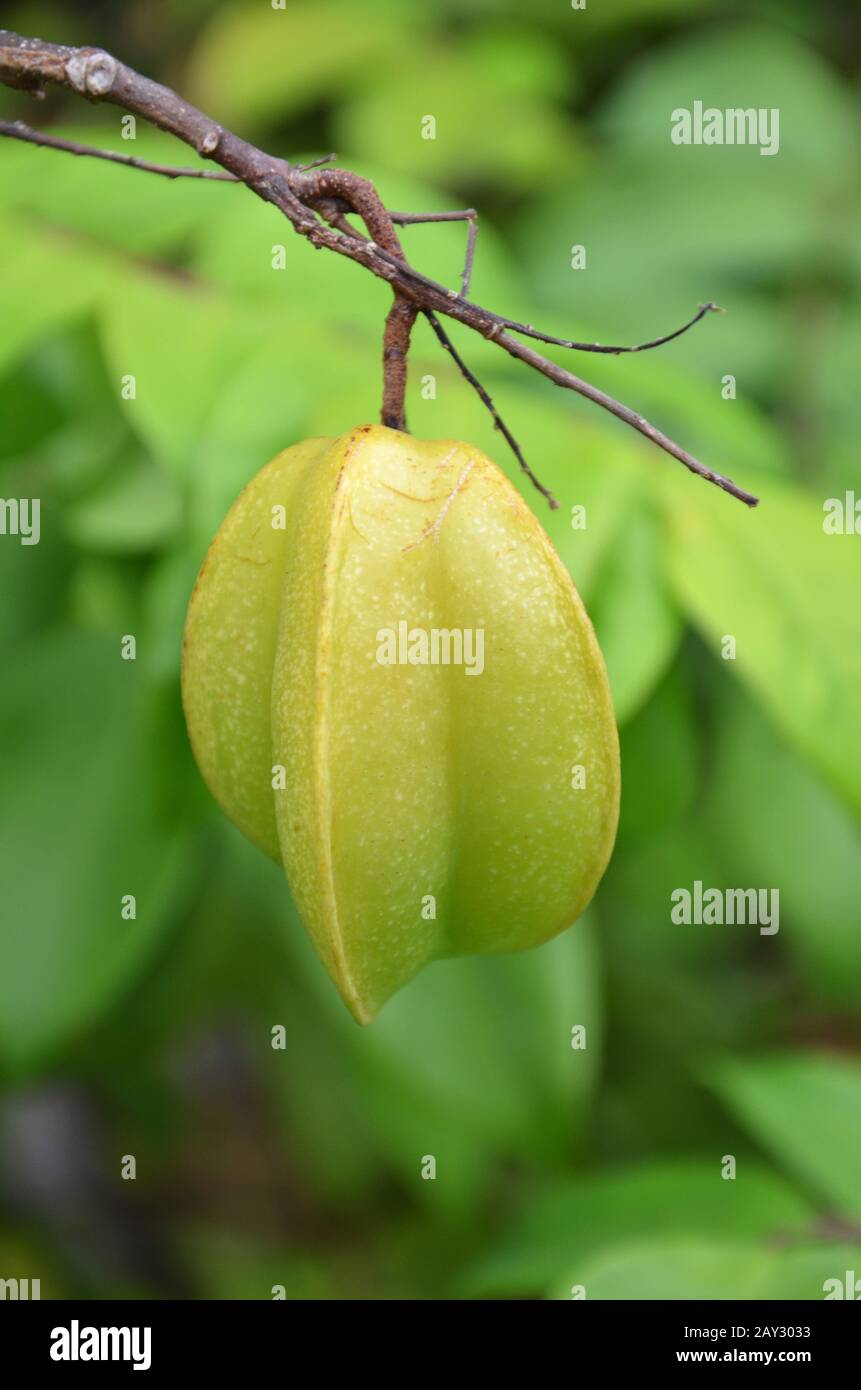 Starfruit tree hi-res stock photography and images - Alamy