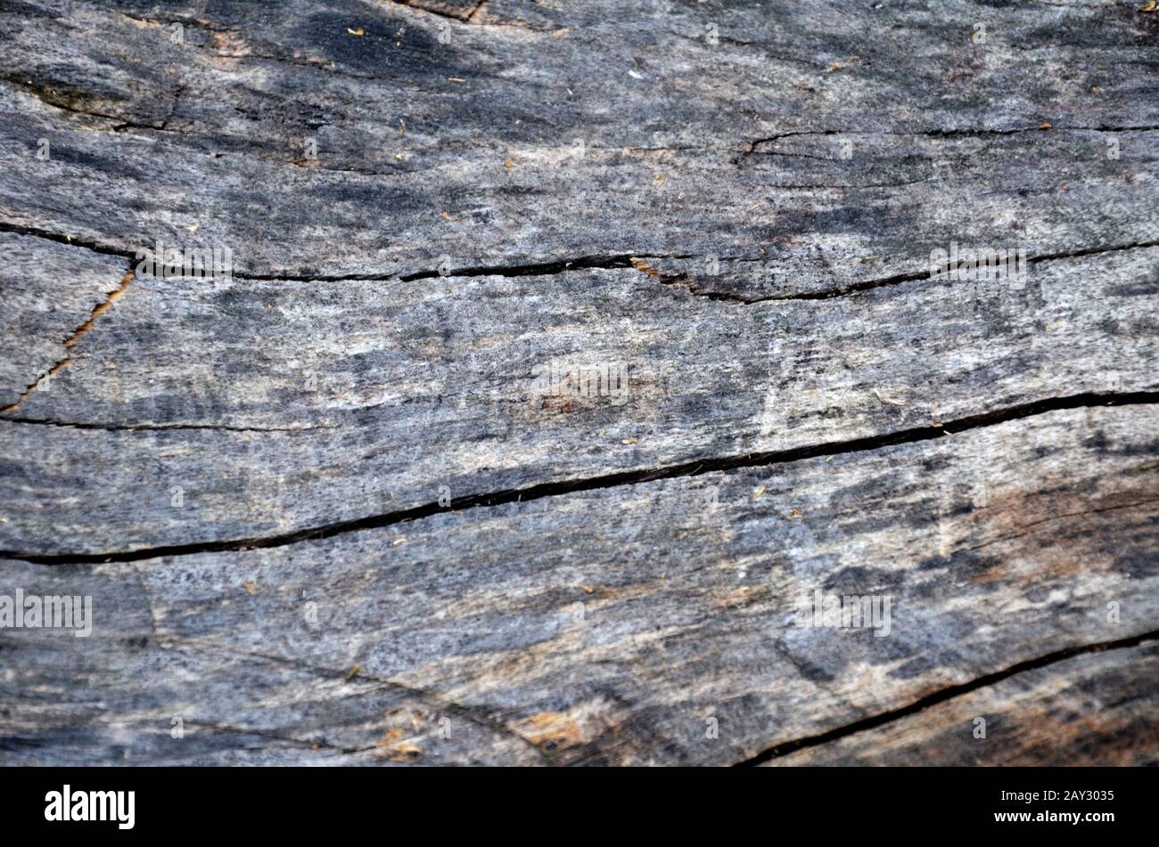 Detail of dead wood Stock Photo - Alamy