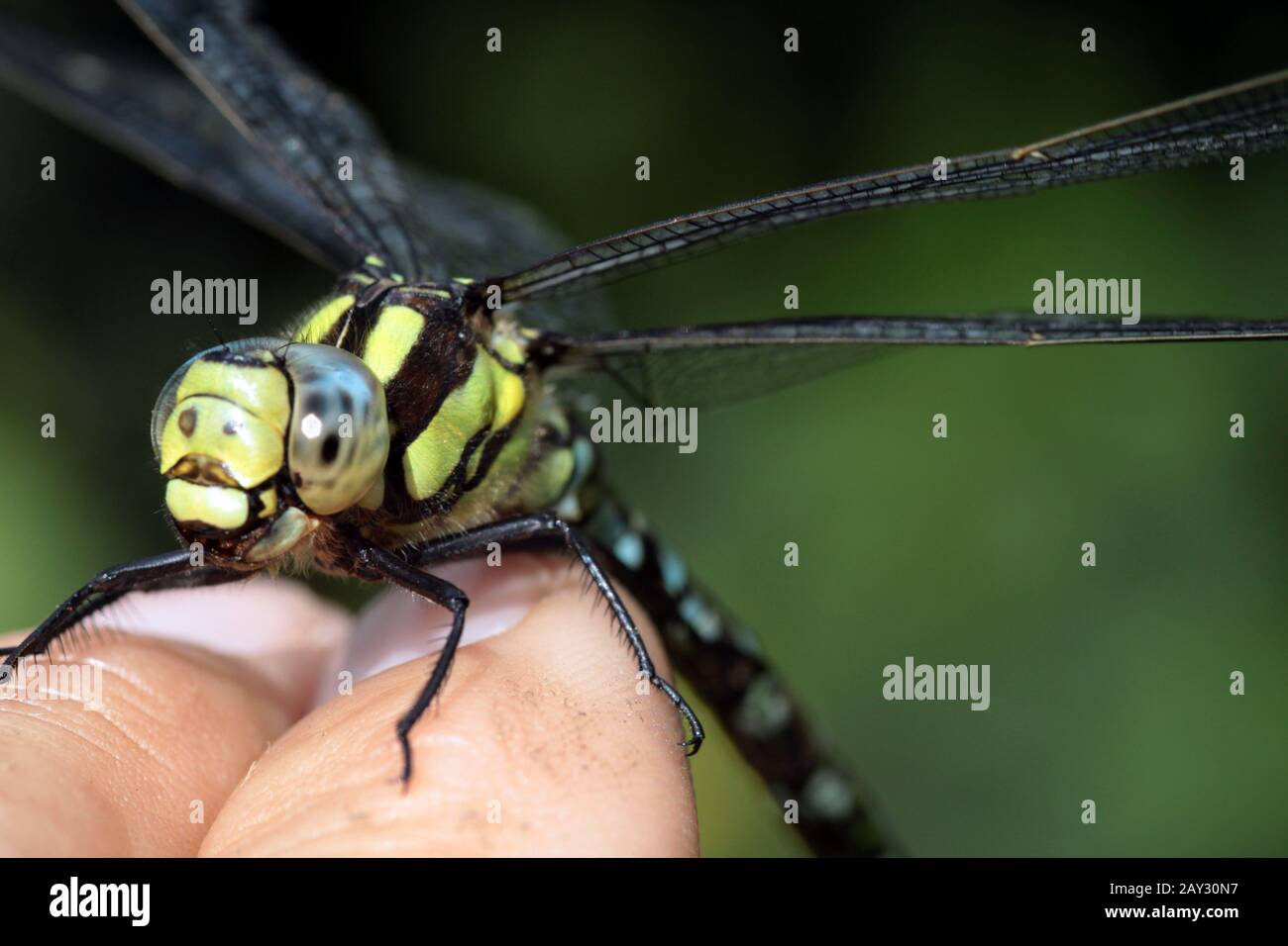 King dragonfly at fingertips Stock Photo - Alamy