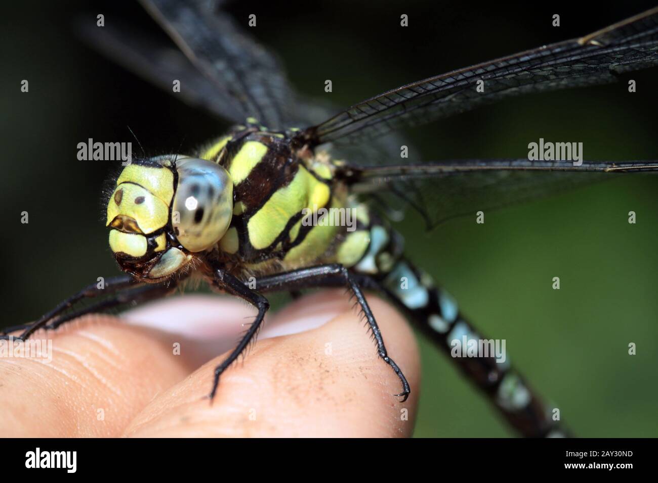 King dragonfly at fingertips Stock Photo - Alamy