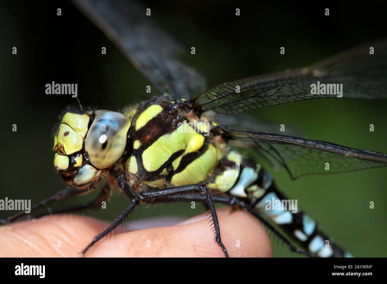 King dragonfly at fingertips Stock Photo - Alamy