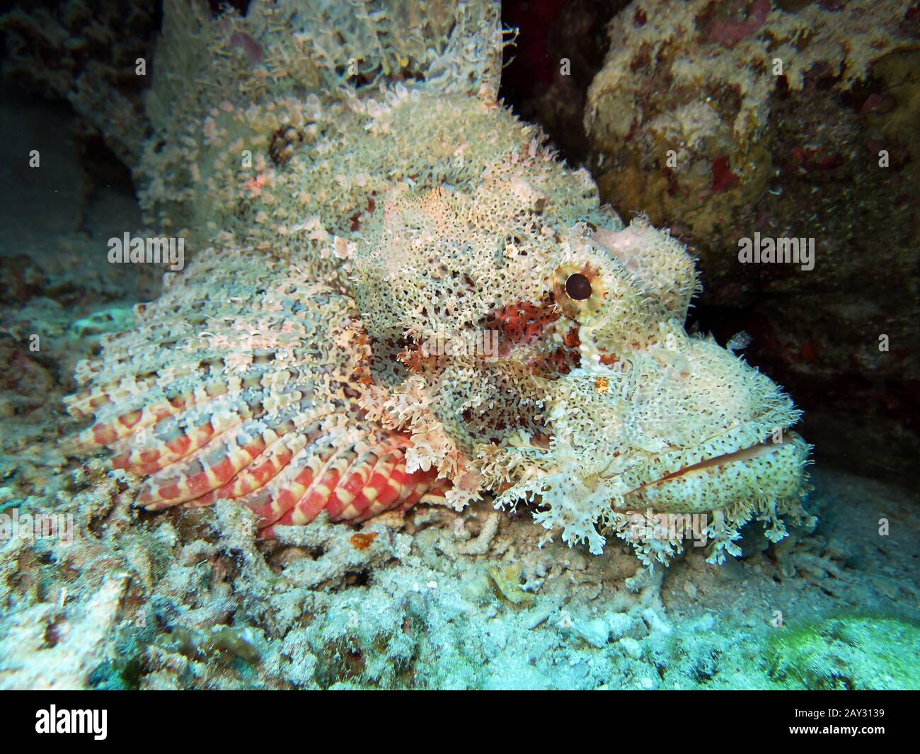 bearded scorpion fish Stock Photo - Alamy
