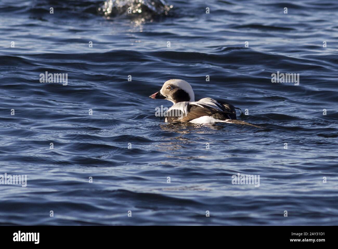 male long-tailed ducks floating in the waters of the ocean Stock Photo ...