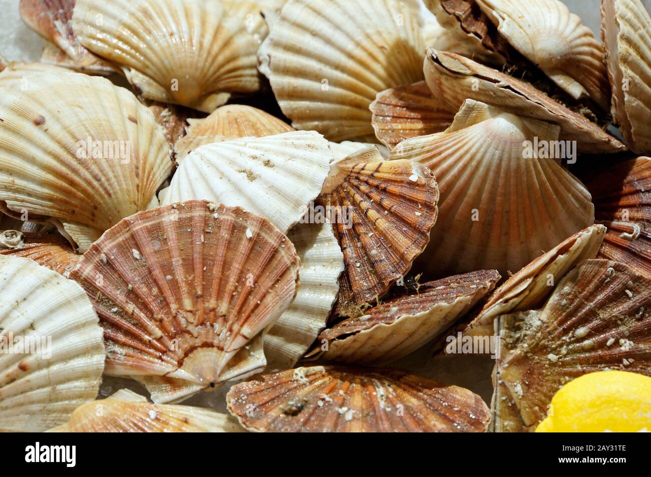 Jacob's mussels on the market Stock Photo - Alamy
