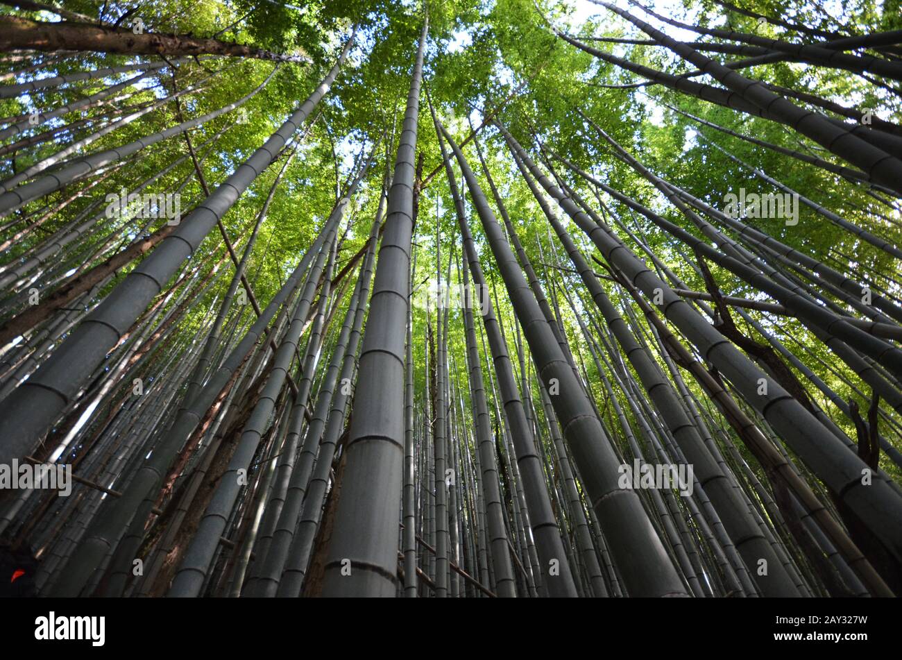 Bamboo grove, bamboo forest at Arashiyama, Kyoto, Japan Stock Photo - Alamy