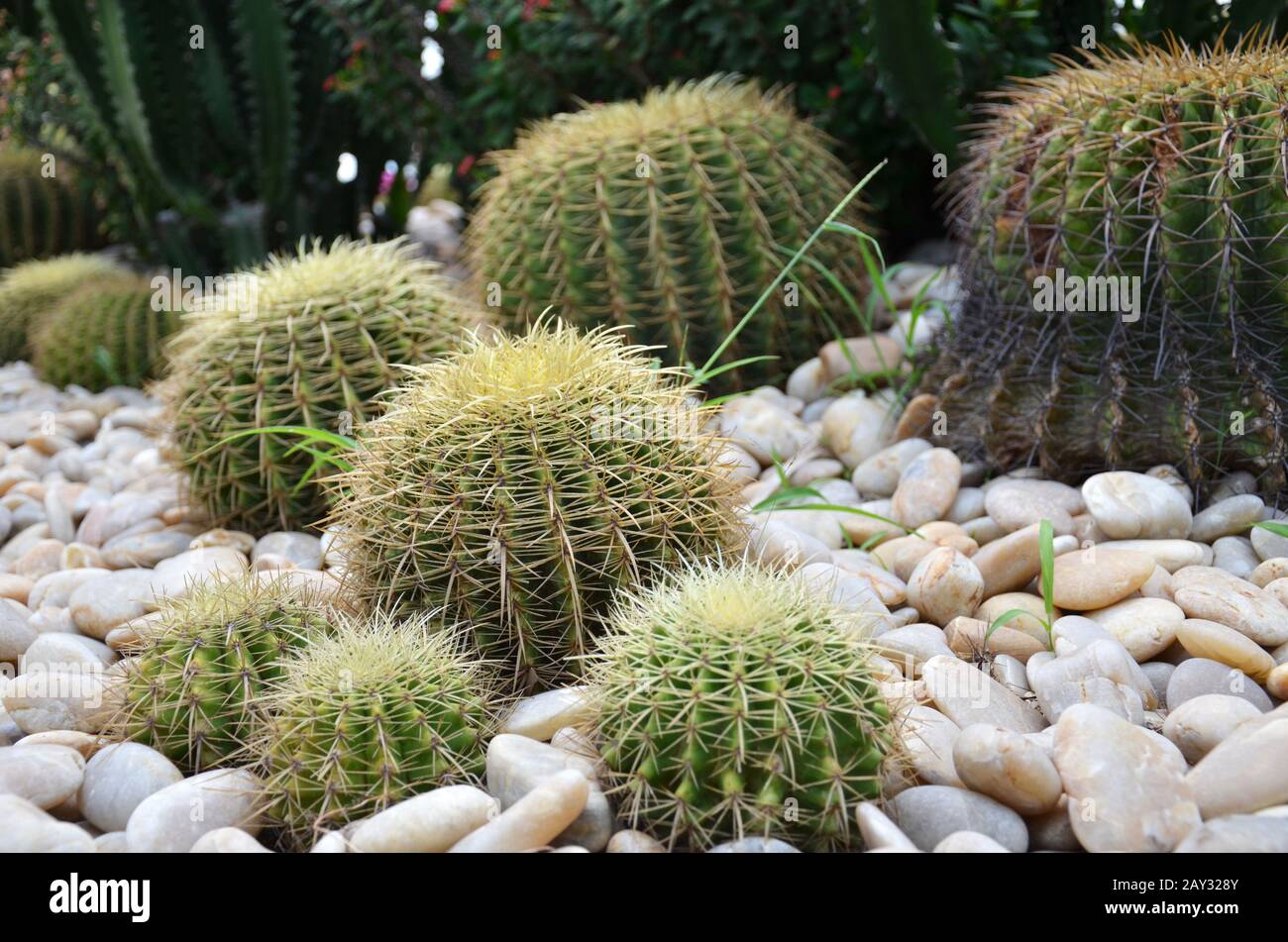 Globe shape cactus Stock Photo - Alamy