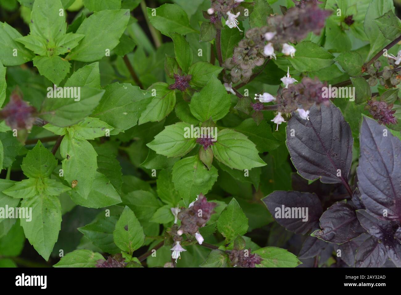 Basil. Spice, herb garden. Italian Cuisine. Bushes basil. View from ...