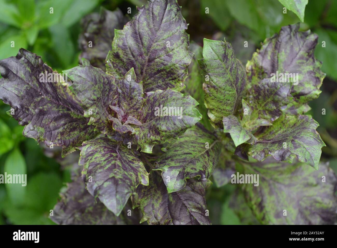 Basil. Ocimum basilicum. Spice, herb garden. Italian Cuisine. Bushes ...