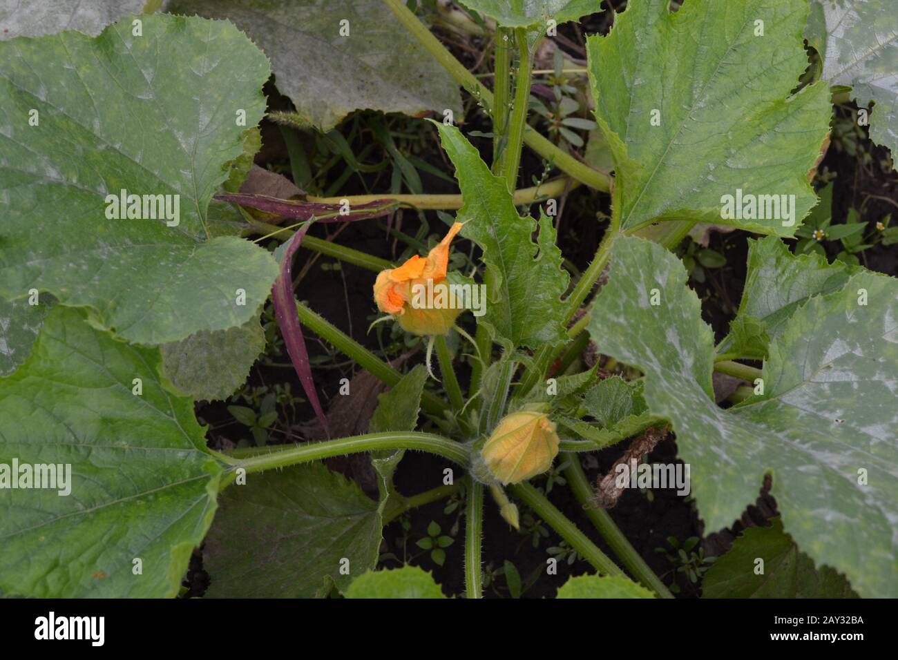 Pumpkin growing in the vegetable garden. Cucurbita. Pumpkin flower ...