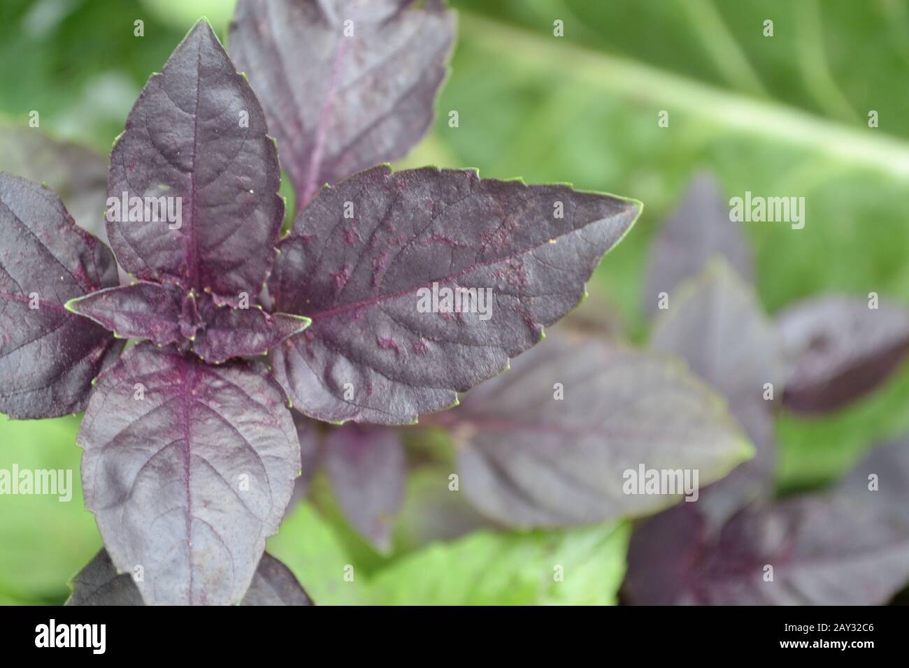 Basil. Bushes basil. Ocimum basilicum. Fragrant herbs, spices, herb ...