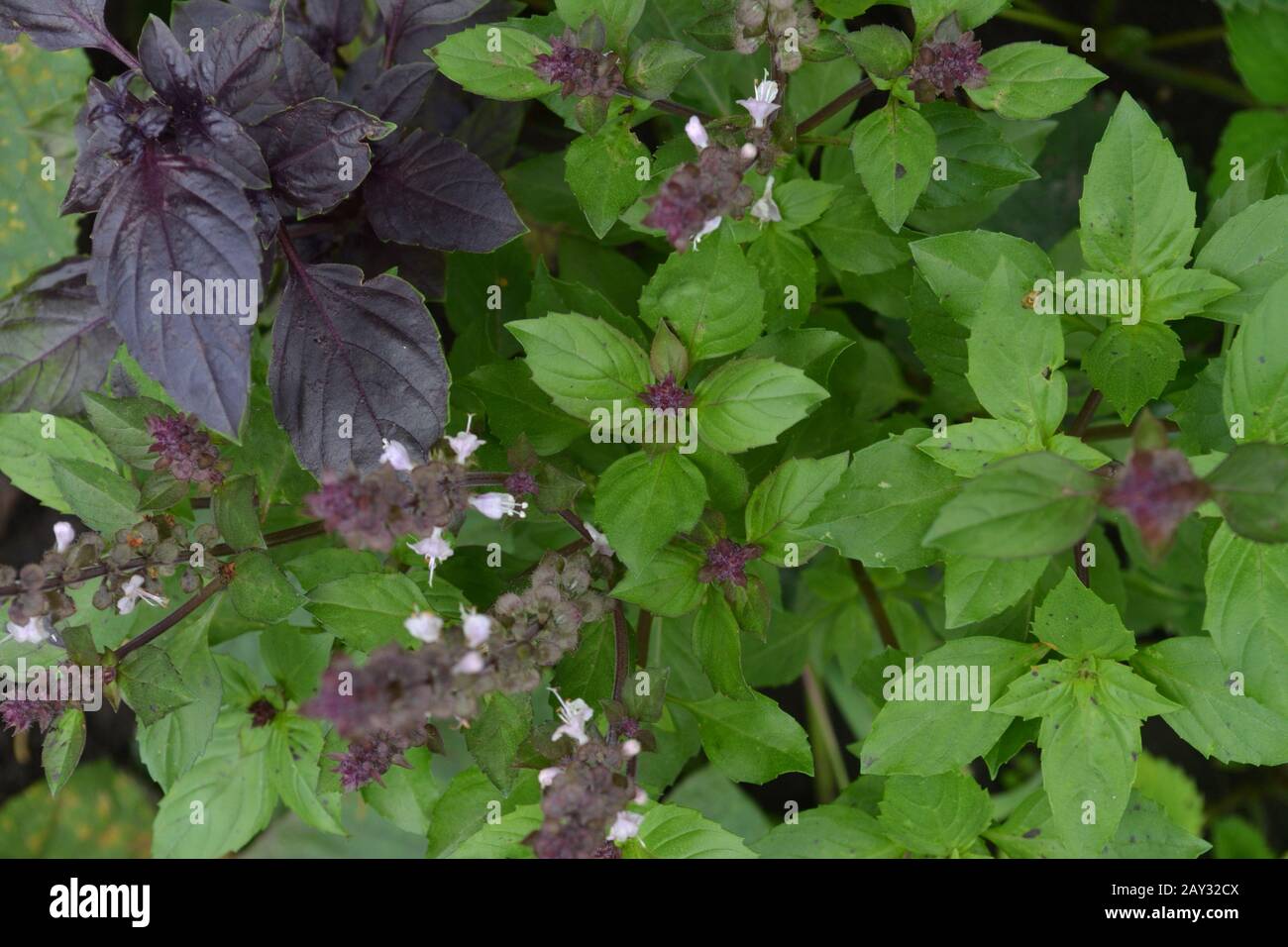 Basil. Spice, herb garden. Italian Cuisine. Bushes basil. View from ...