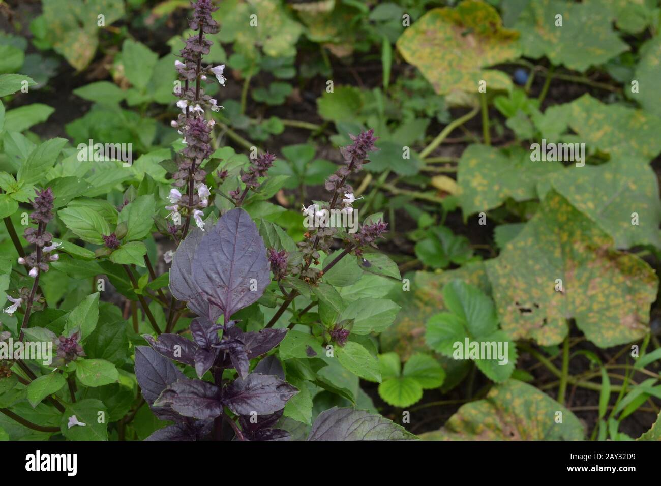Basil. Spice, herb garden. Italian Cuisine. Bushes basil. Horizontal ...