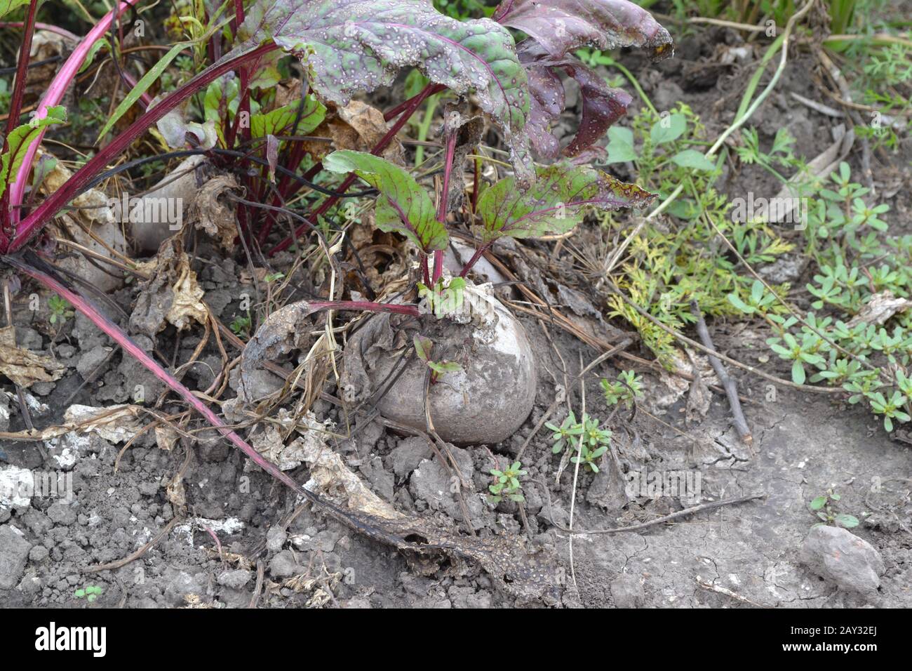 Beta vulgaris. Beet. Garden, field, farm. Beet growing. Photos of ...