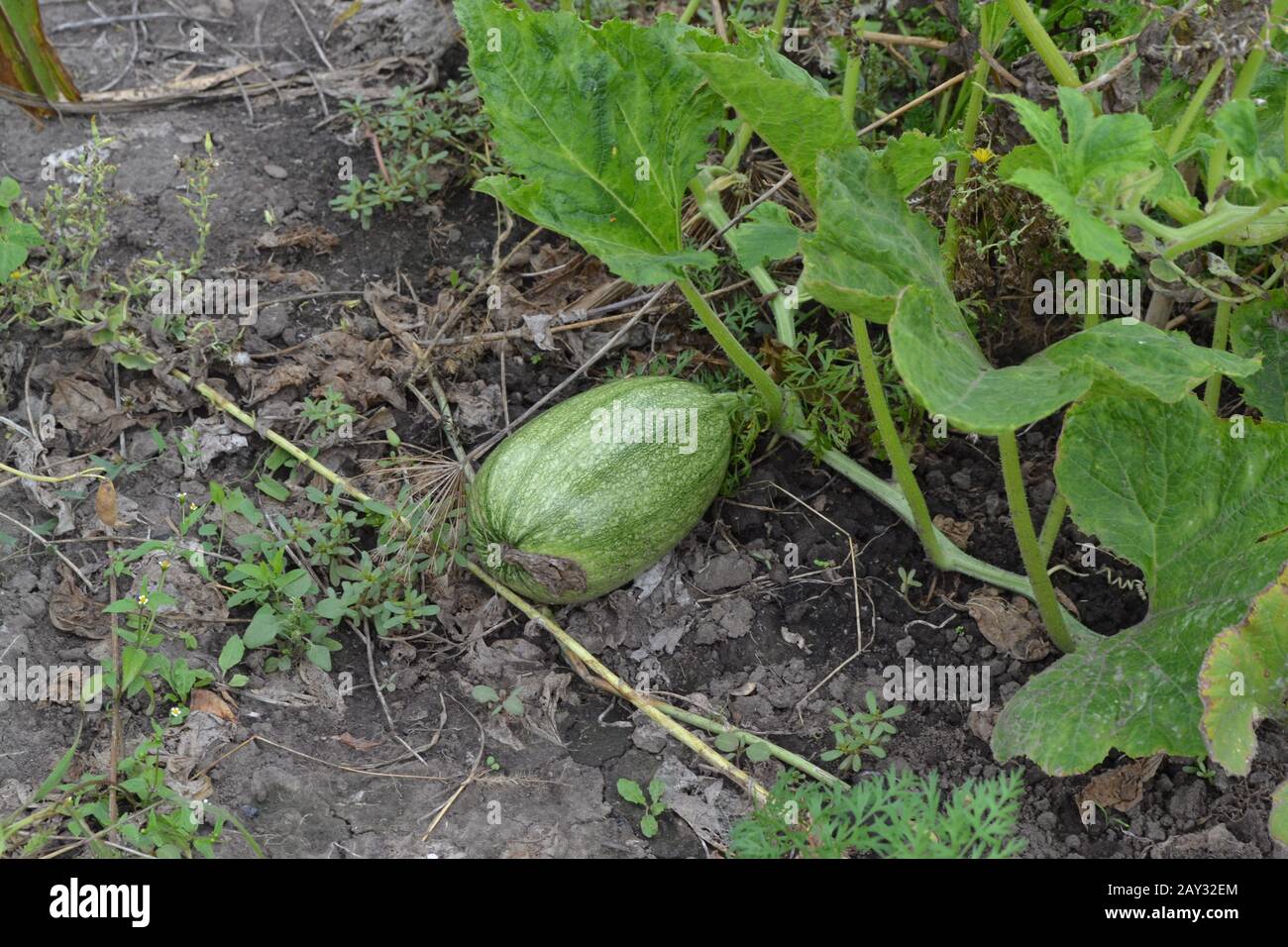 Pumpkin growing in the vegetable garden. Cucurbita. Pumpkin green ...