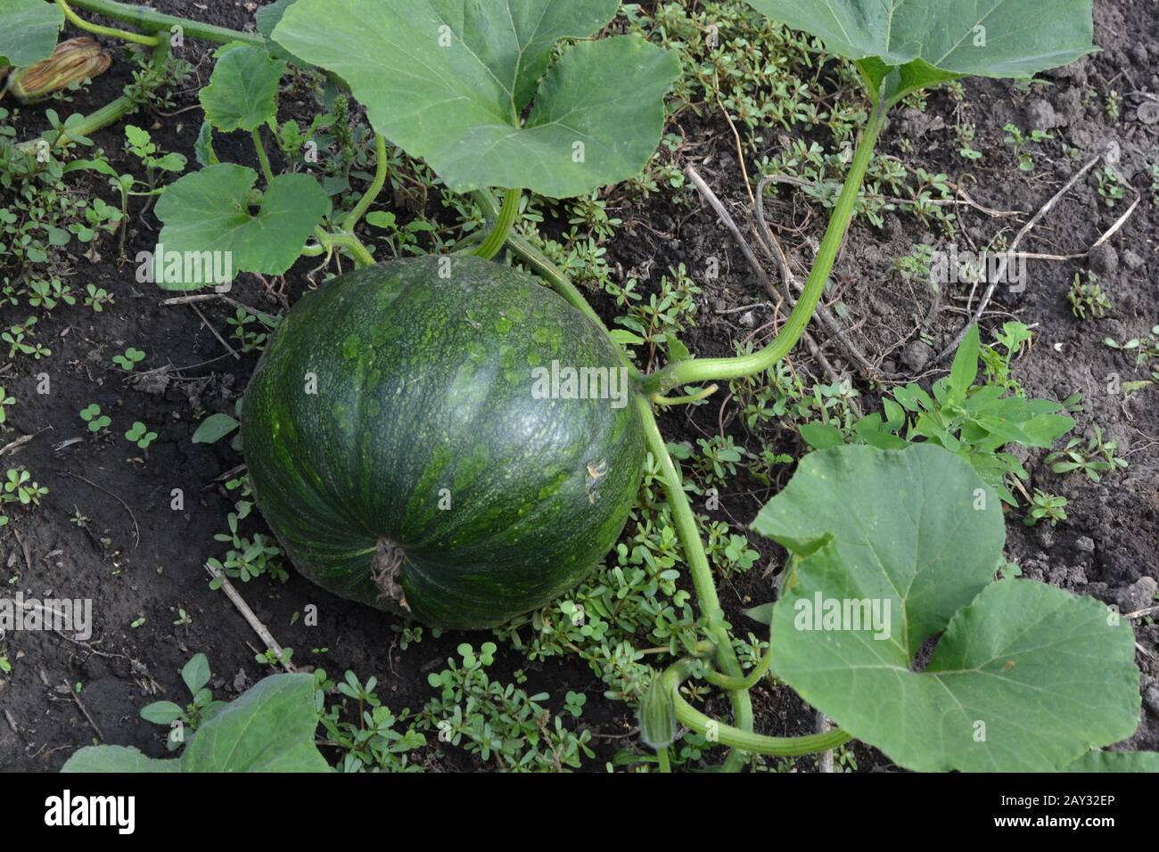 Pumpkin growing in the vegetable garden. Cucurbita. Pumpkin green ...