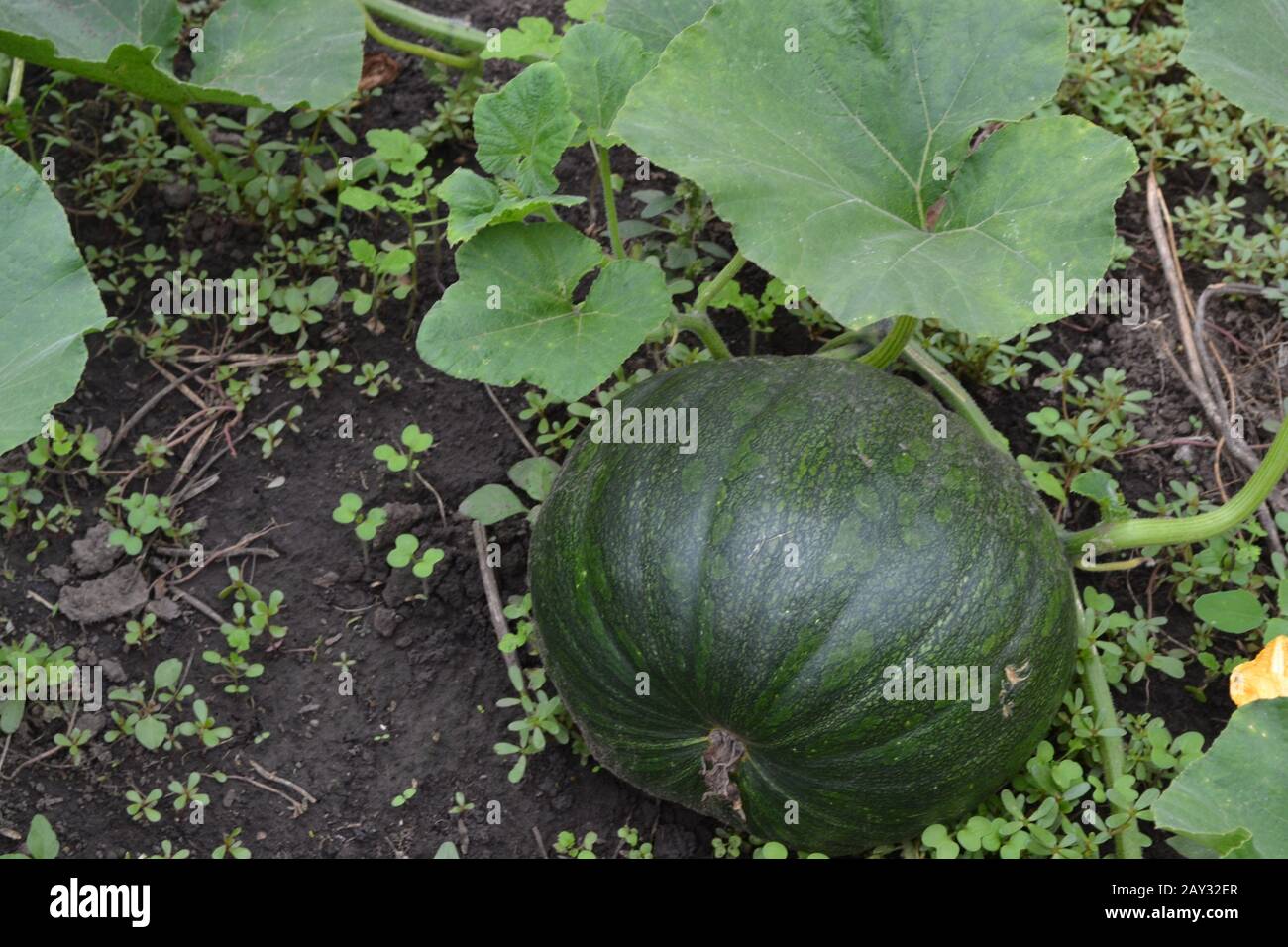 Pumpkin growing in the vegetable garden. Cucurbita. Pumpkin green ...