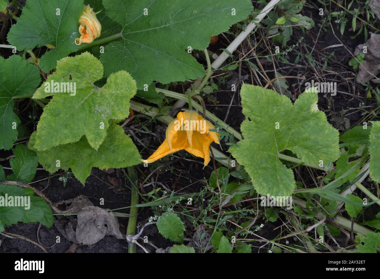 Pumpkin growing in the vegetable garden. Cucurbita. Pumpkin flower ...