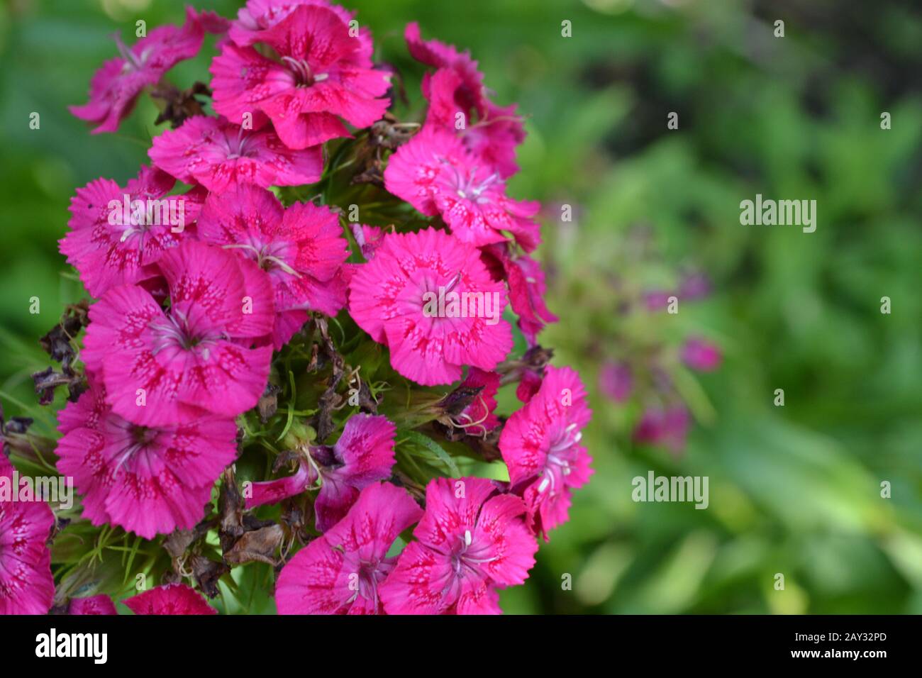 Cloves Turkish. Dianthus barbatus. Garden plants. Flower. Close-up ...