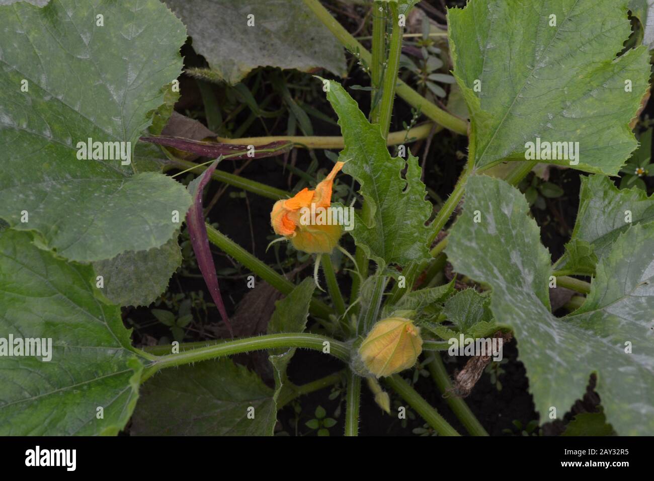 Pumpkin growing in the vegetable garden. Cucurbita. Pumpkin flower ...