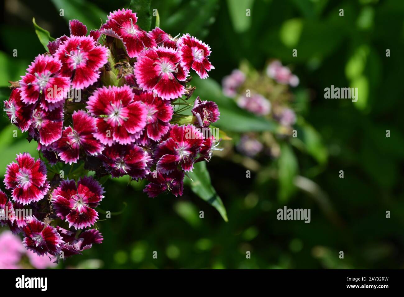 Cloves Turkish. Dianthus barbatus. Garden plants. Flower. Perennial ...