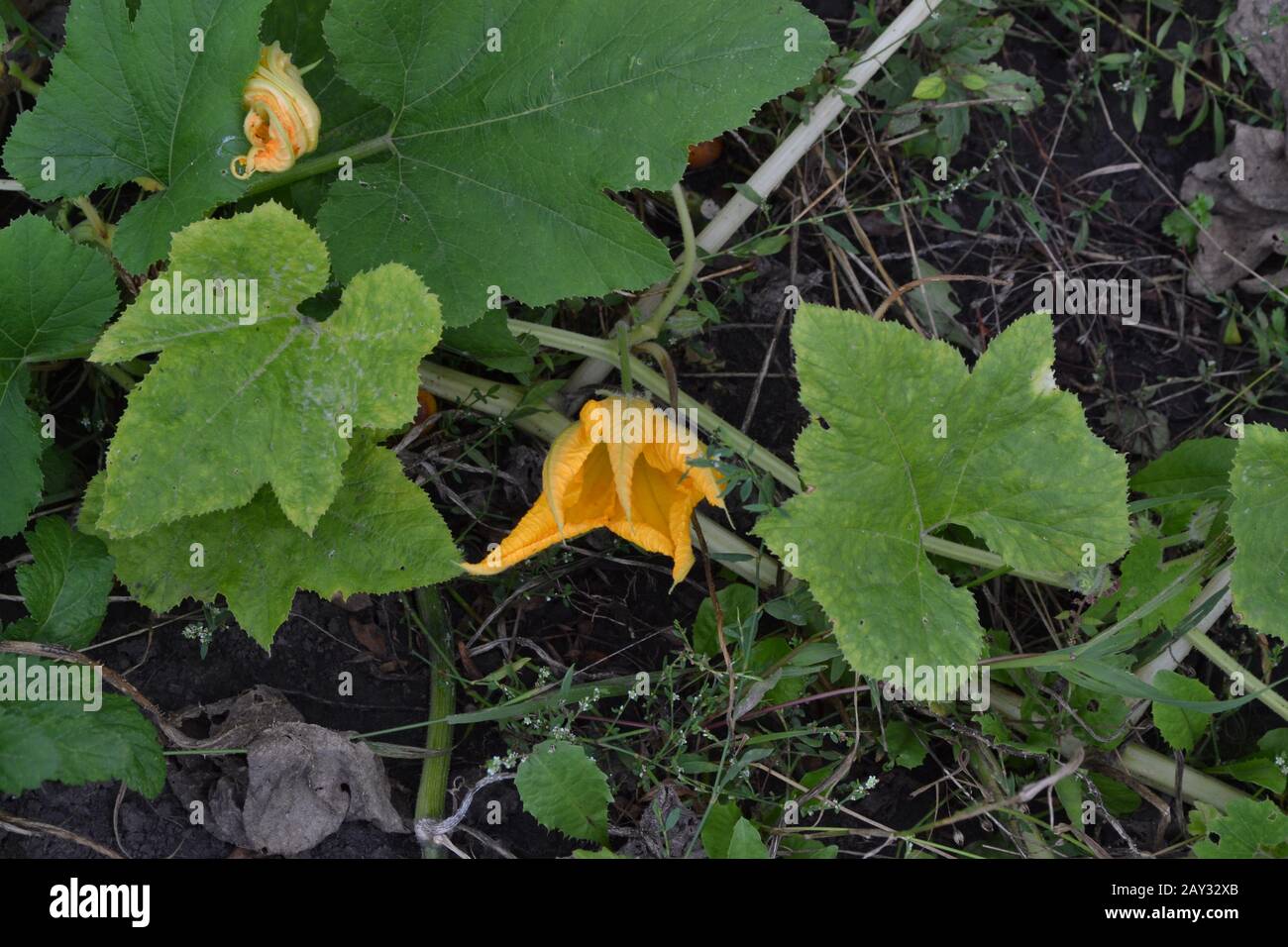Pumpkin growing in the vegetable garden. Cucurbita. Pumpkin flower ...