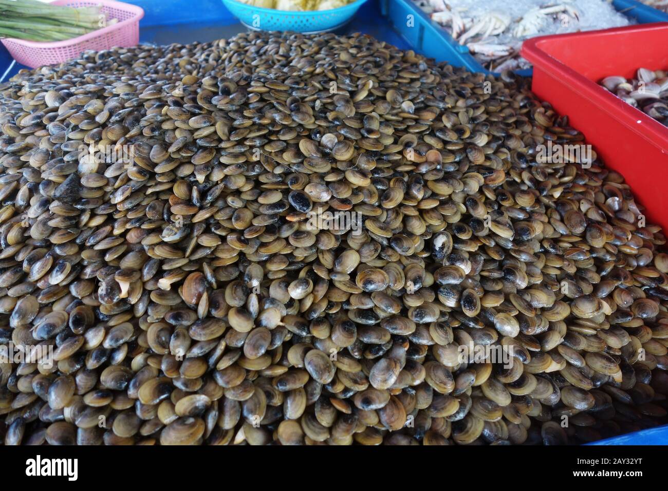 Live Clams High Resolution Stock Photography and Images - Alamy