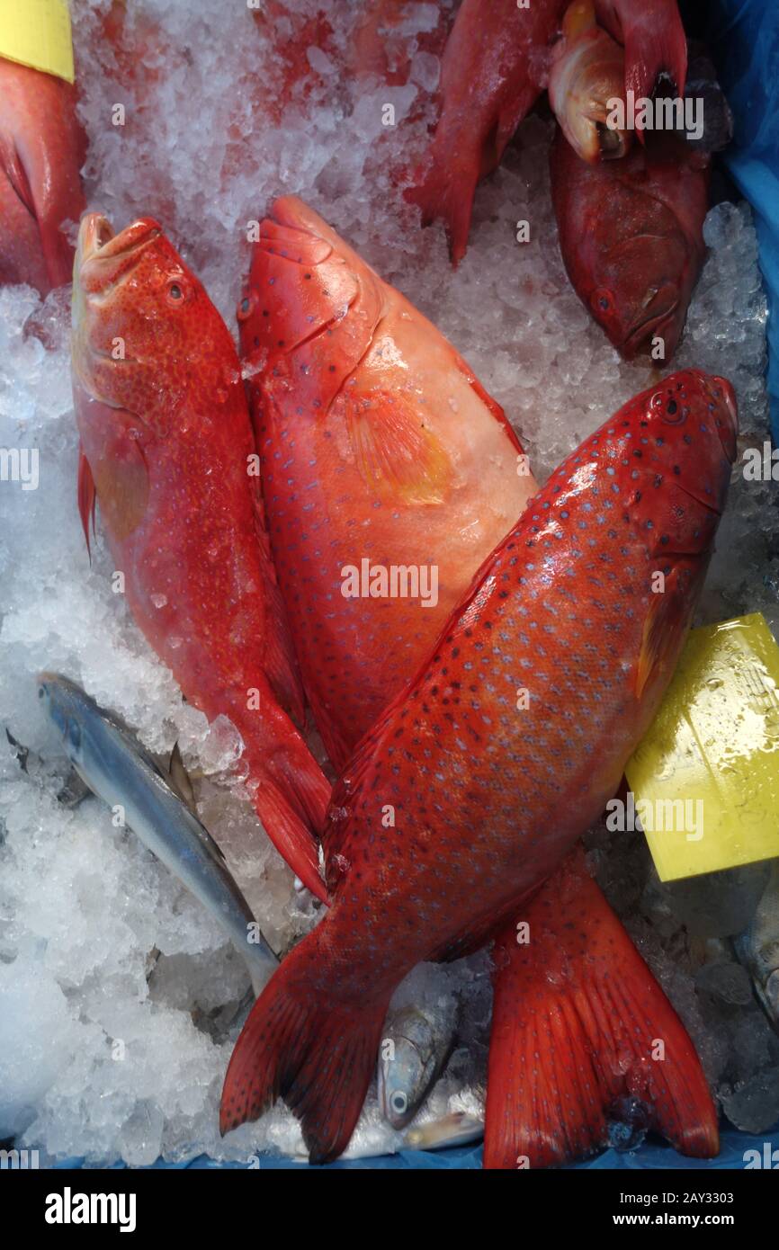 Fish snapper grouper hi-res stock photography and images - Alamy