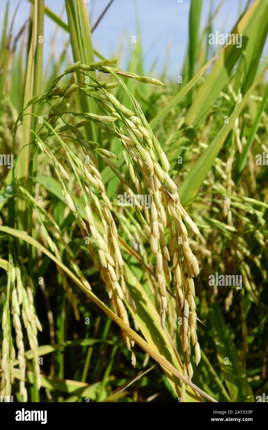 Ripe rice grains in Asia before harvest Stock Photo - Alamy