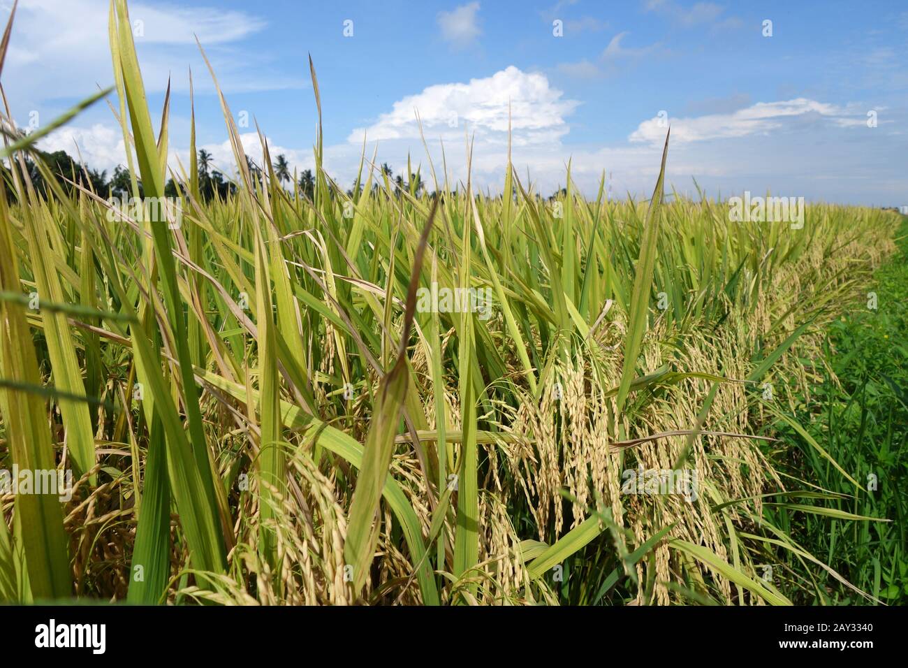Green paddy field ready hi-res stock photography and images - Alamy