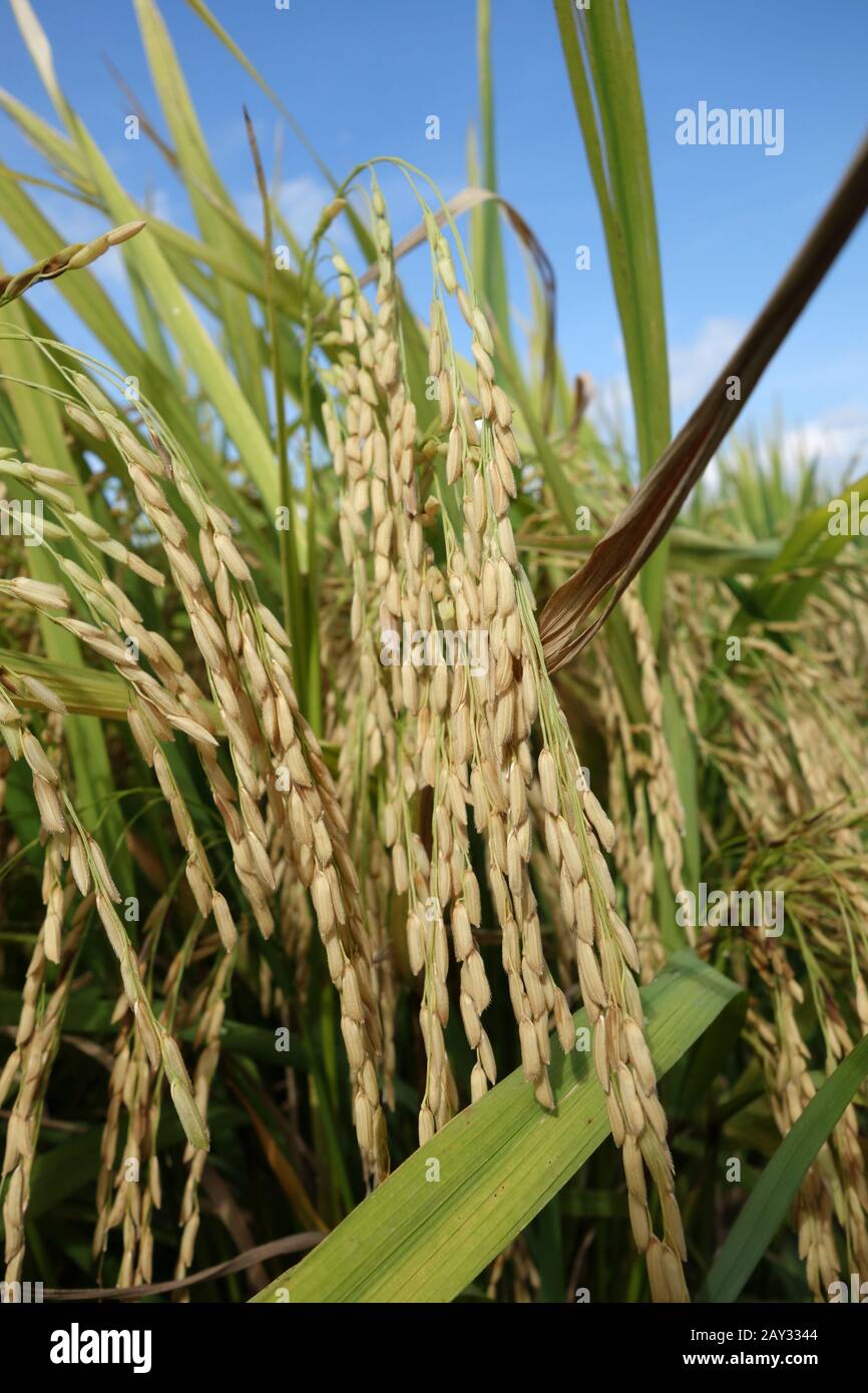 The ripe paddy field is ready for harvest Stock Photo - Alamy