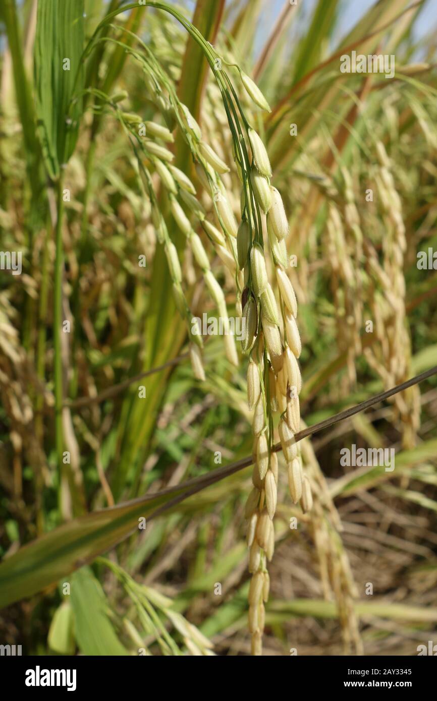 Ripe rice grains in Asia before harvest Stock Photo - Alamy