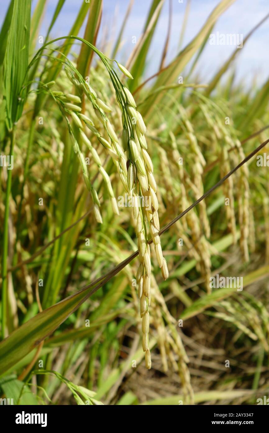 Ripe Paddy Field High Resolution Stock Photography and Images - Alamy