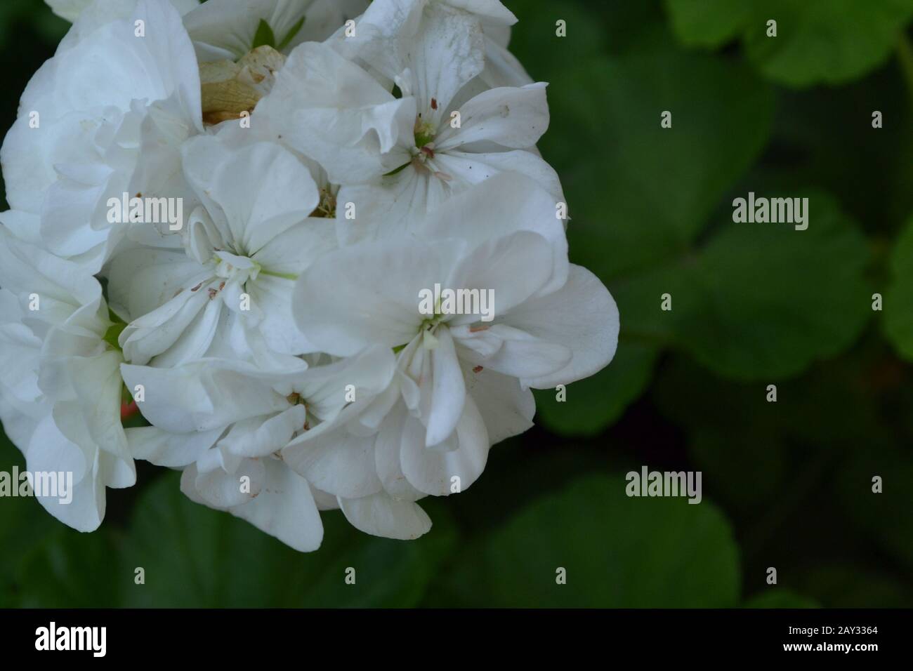 Geranium white. Pelargonium. Garden plants. Useful houseplant ...