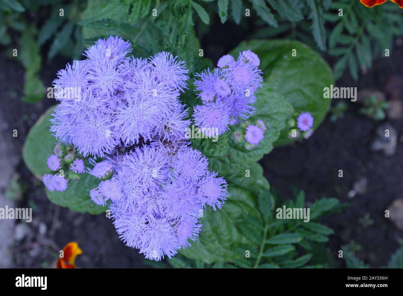 Ageratum houstonianum. Ageratum Mexican. Ageratum houstonianum. Garden ...