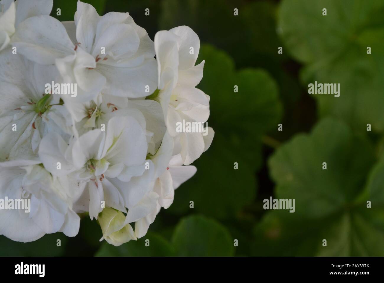 Geranium white. Pelargonium. Garden plants. Useful houseplant ...