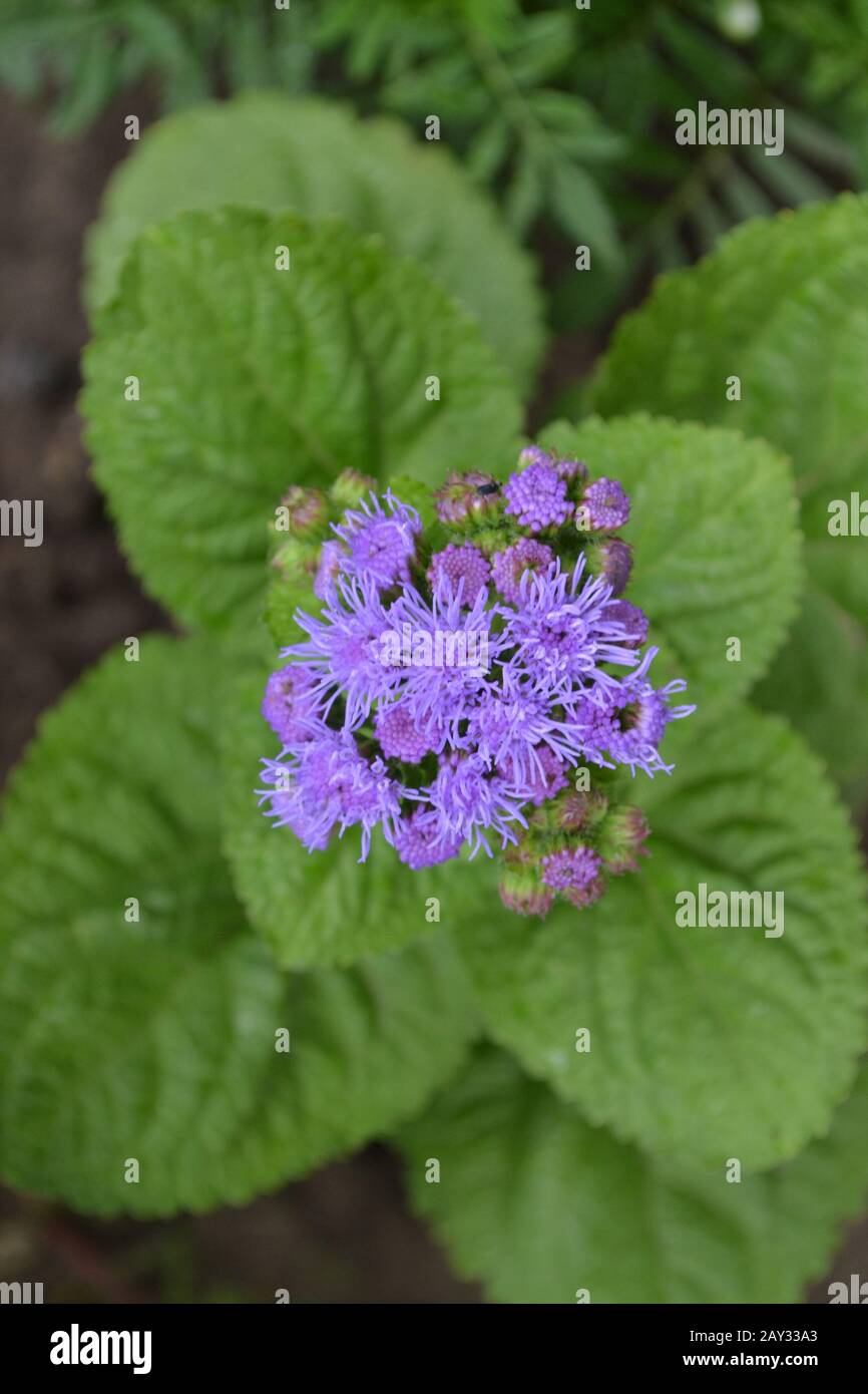 Ageratum Houstonianum Leaves