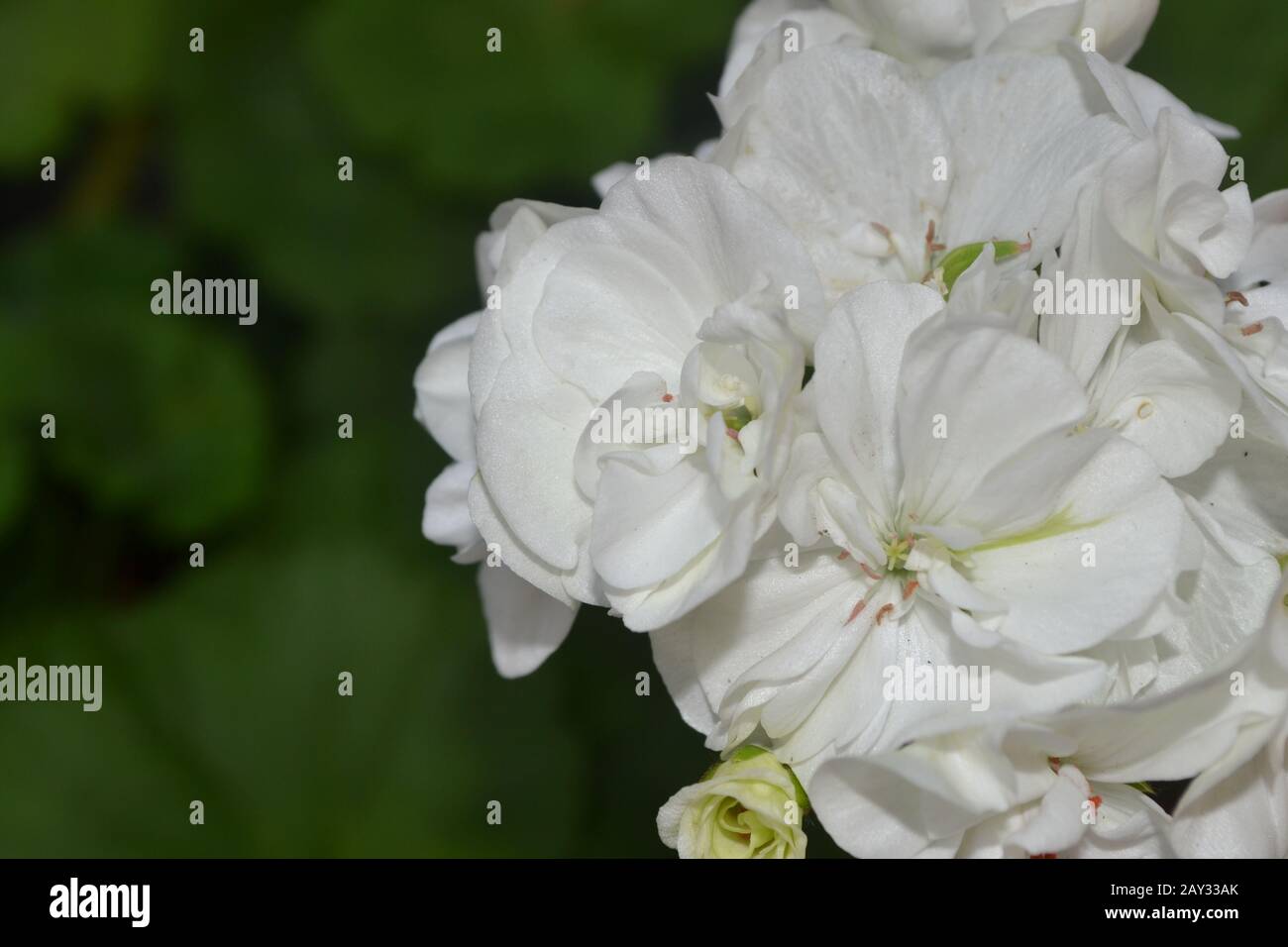 Geranium white. Pelargonium. Garden plants. Flowers. Useful houseplant ...