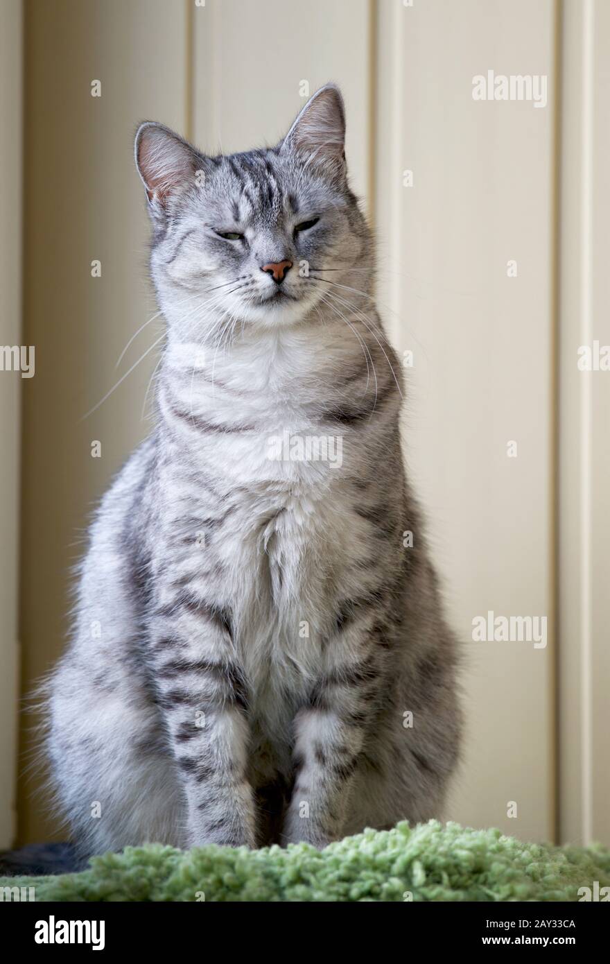 Serious cat hi-res stock photography and images - Alamy