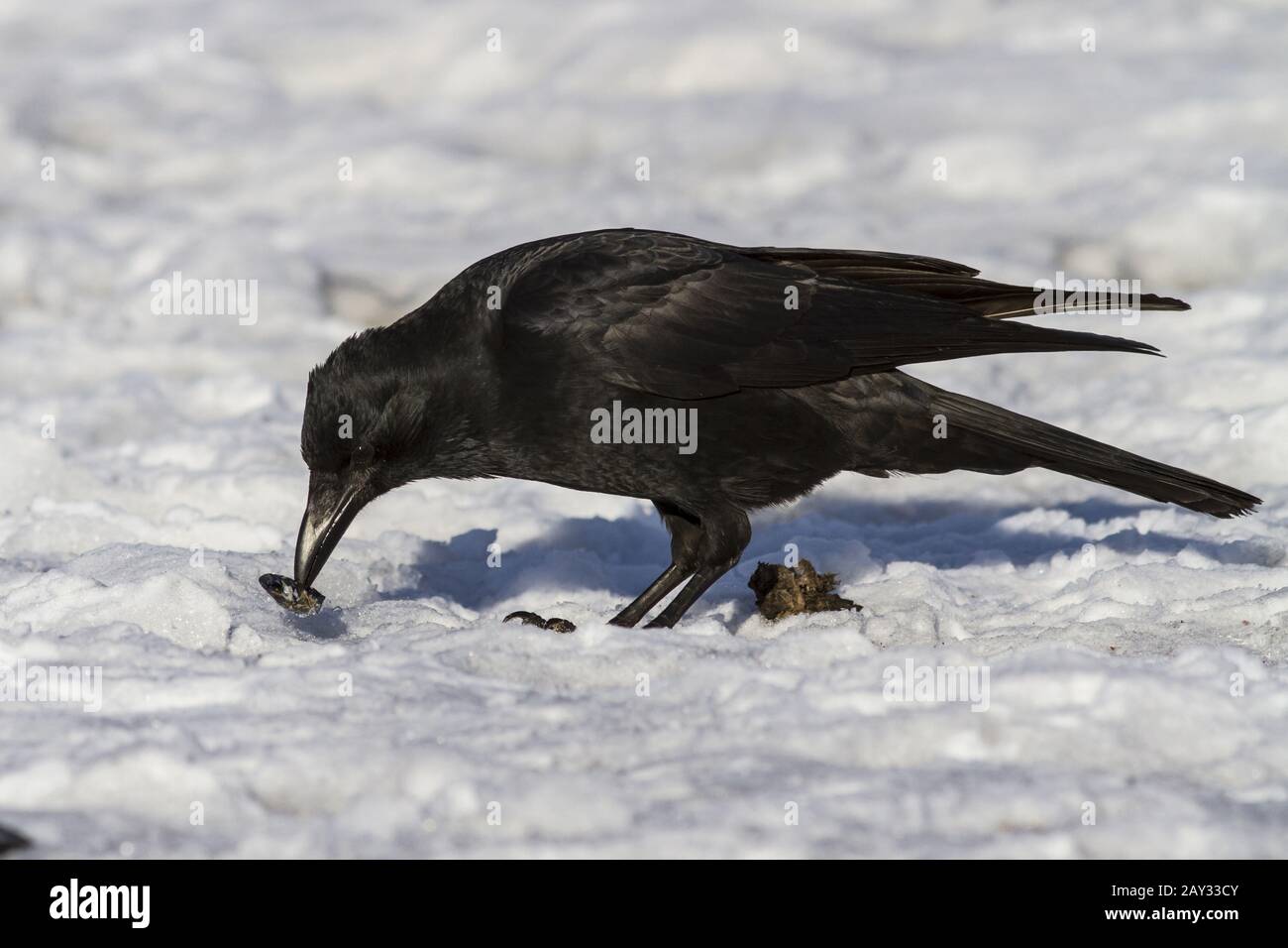 Carrion Crow that eats molluscs Stock Photo - Alamy