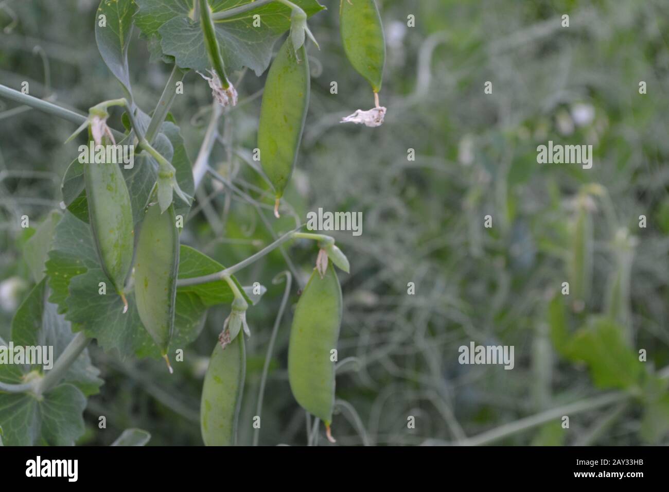 Leguminous Plants High Resolution Stock Photography and Images - Alamy