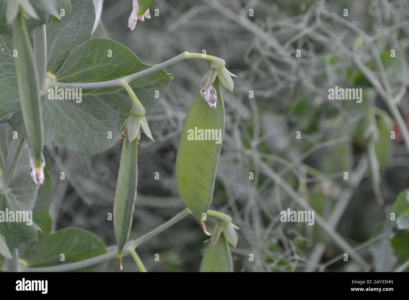 Leguminous Plants High Resolution Stock Photography and Images - Alamy