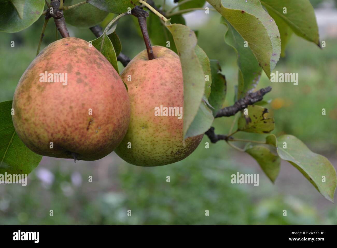 Pear. Tree with ripe pear fruit. Pyrus communis. The branches of a pear ...