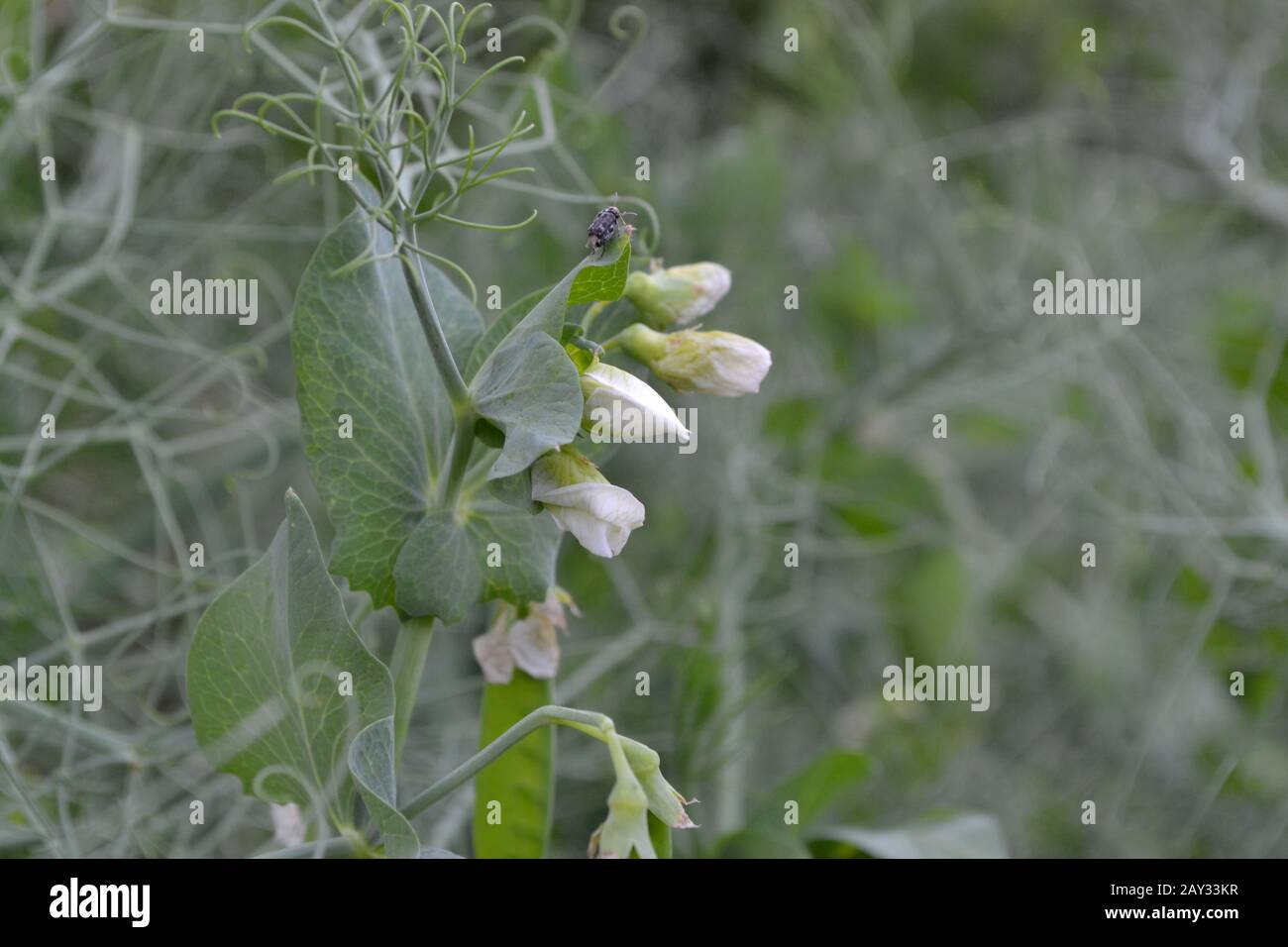 Leguminous Plants High Resolution Stock Photography and Images - Alamy