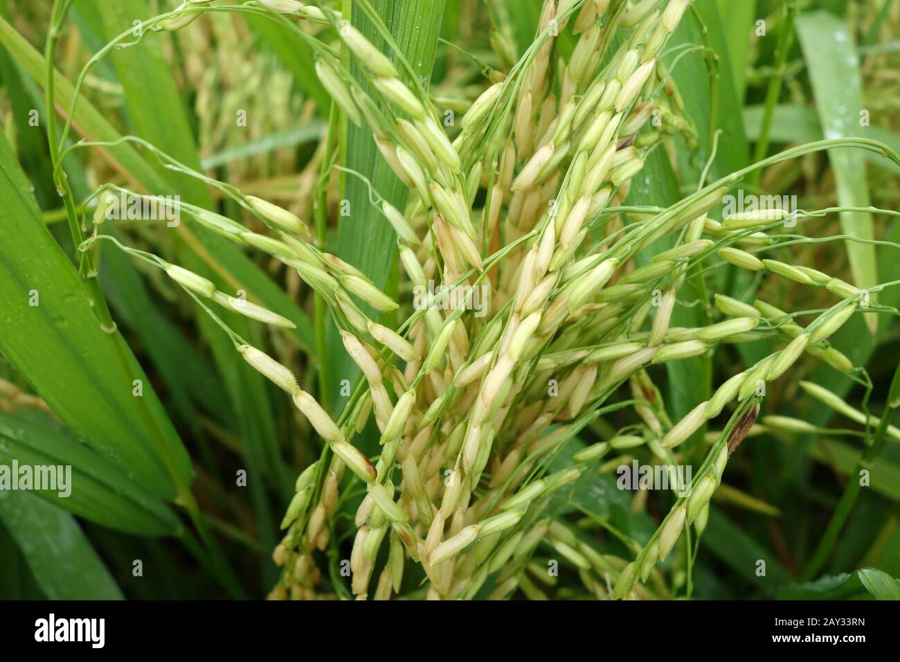 Ripe Paddy Field High Resolution Stock Photography and Images - Alamy