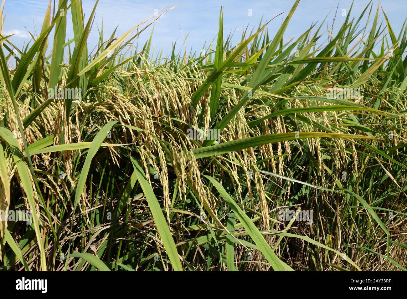 Paddy field with ripe paddy under the blue sky Stock Photo - Alamy
