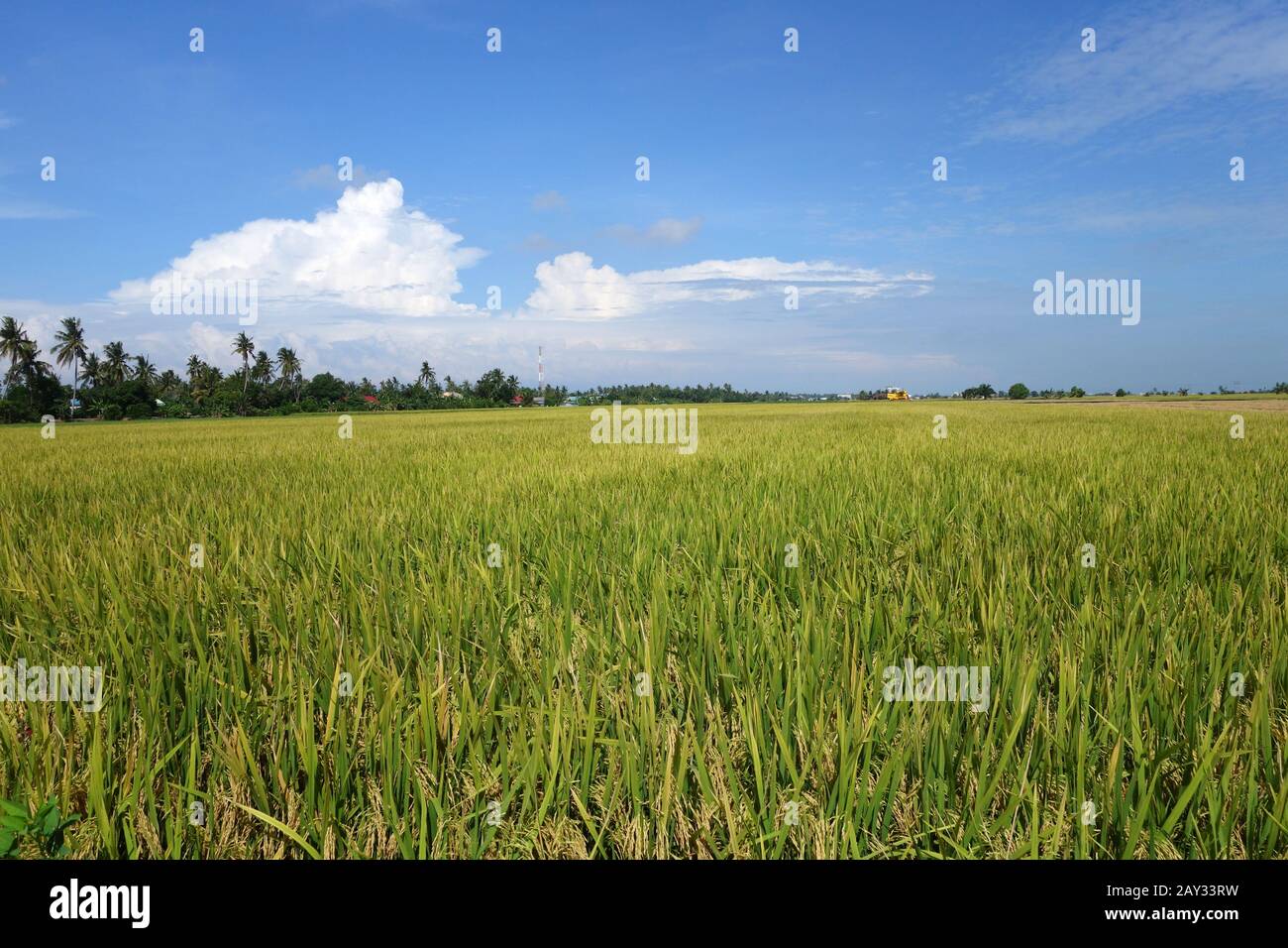 The ripe paddy field is ready for harvest Stock Photo - Alamy