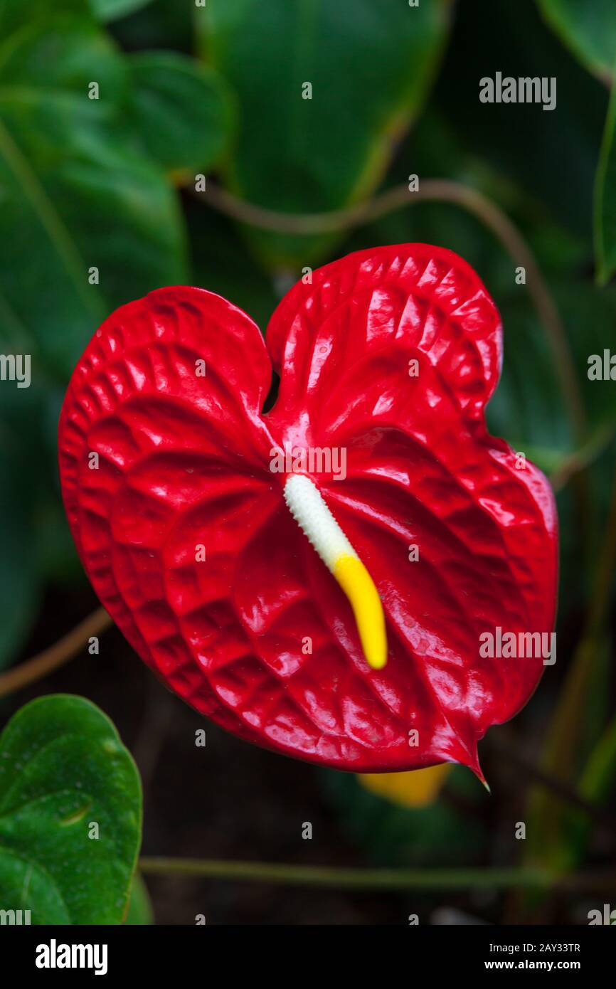 Closeup einer flamingoblume hi-res stock photography and images - Alamy