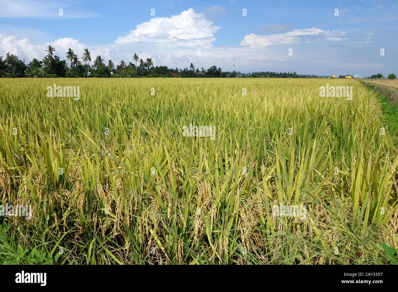 Paddy field with ripe paddy under the blue sky Stock Photo - Alamy