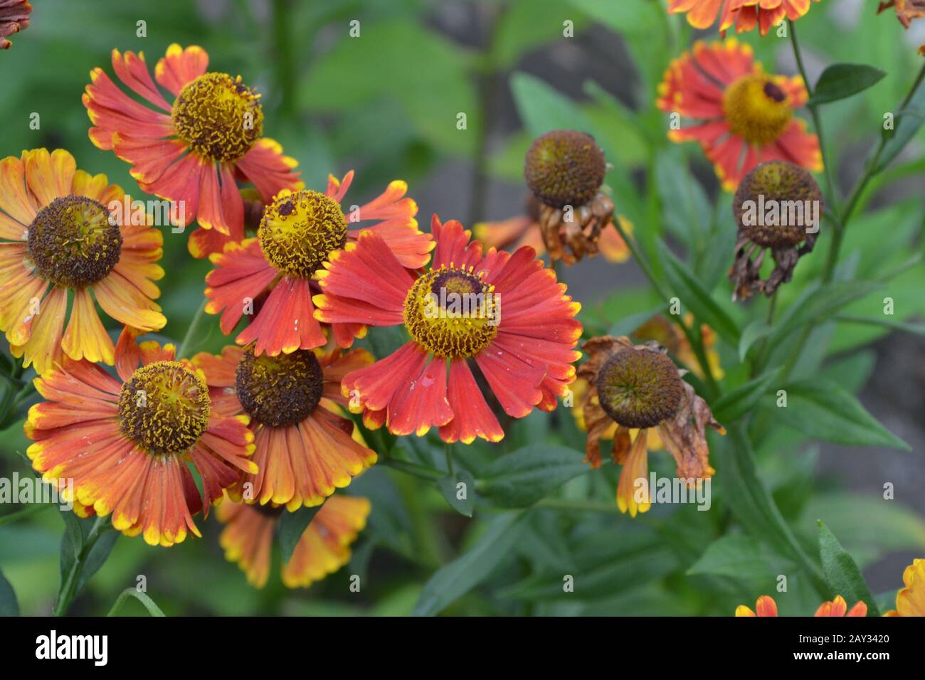 Helenium. Helenium Konigstiger. Helenium autumnale. Bush Helenium ...