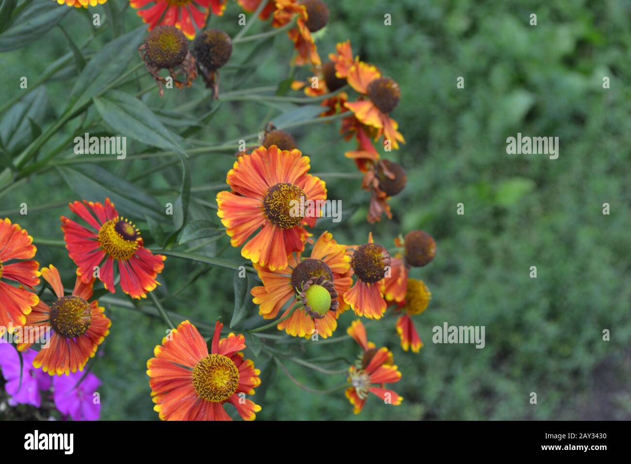 Helenium. Helenium Konigstiger. Helenium autumnale. Bush Helenium ...